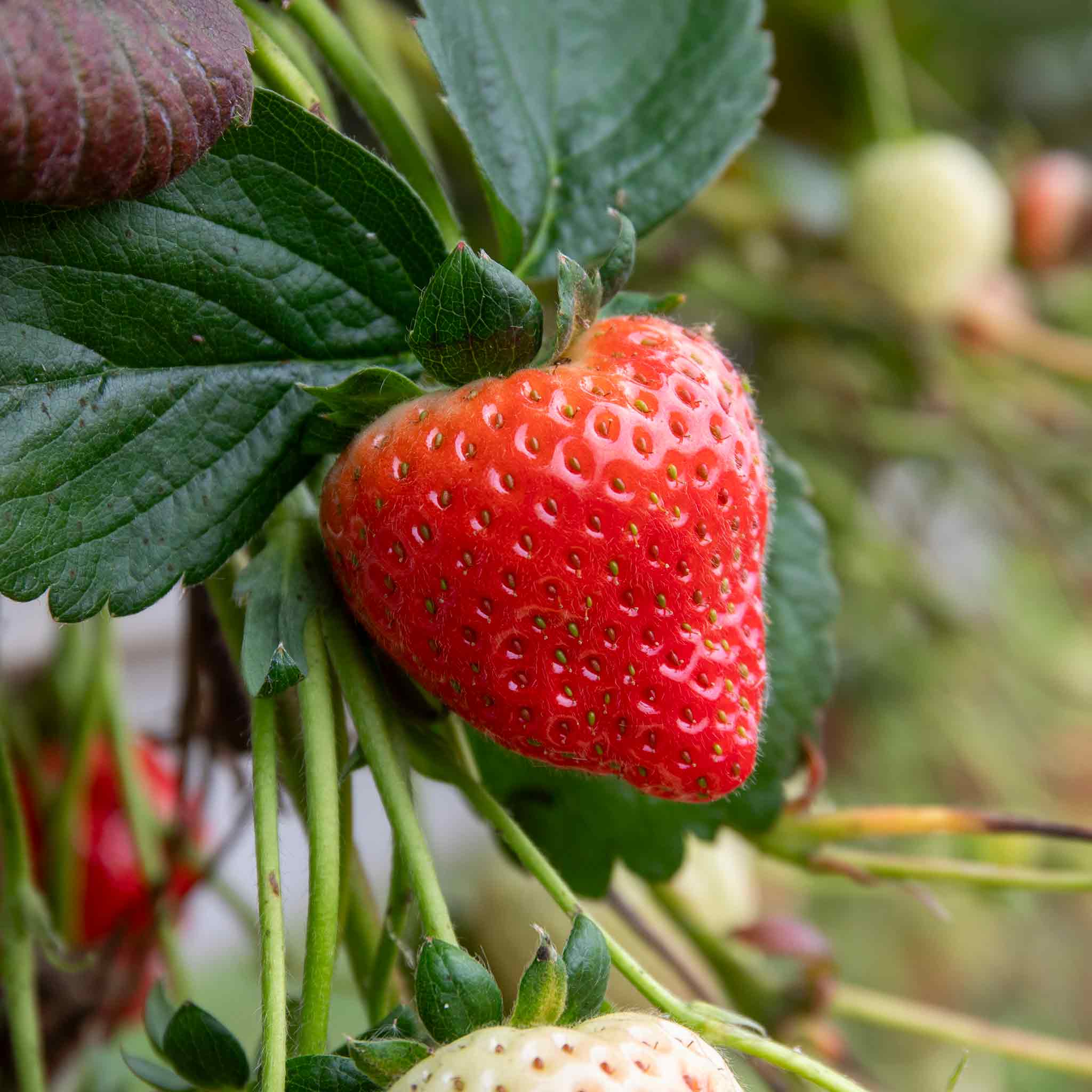 Strawberry Plant 'Symphony' | Marshalls Garden