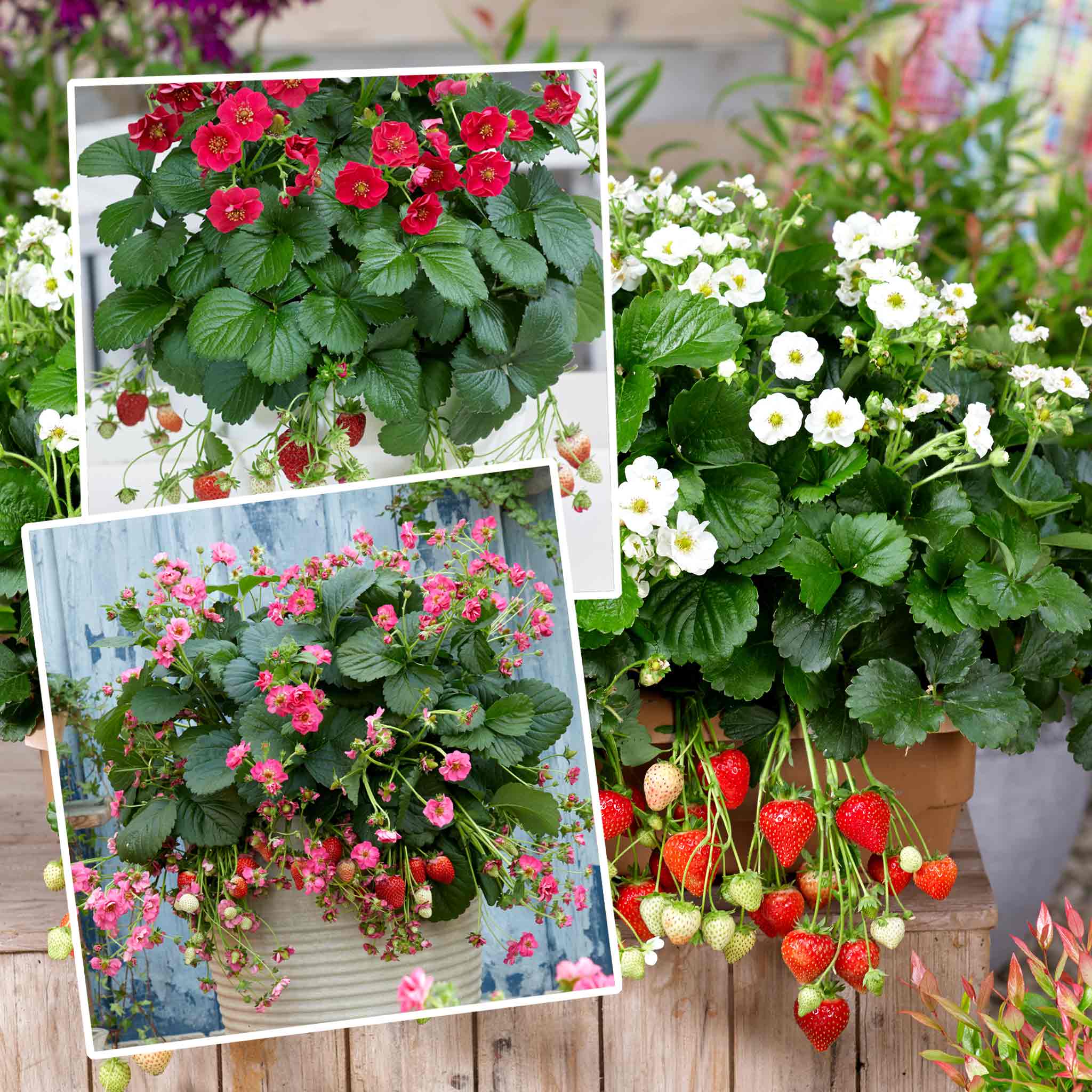 Strawberry Plug Plants | Buy Strawberry Plug Plants Online | Strawberry ...