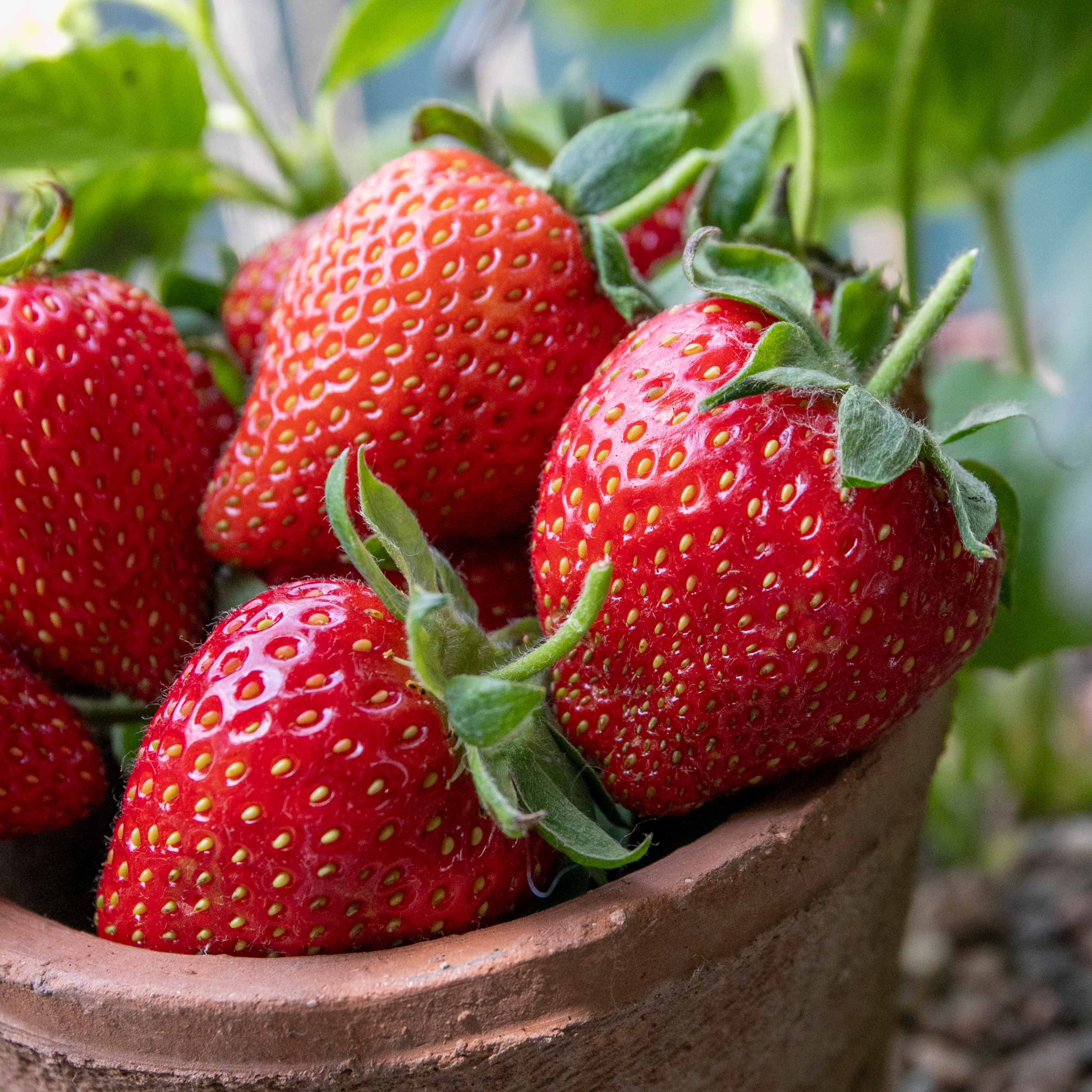 Strawberry Plant 'Symphony' | Marshalls Garden