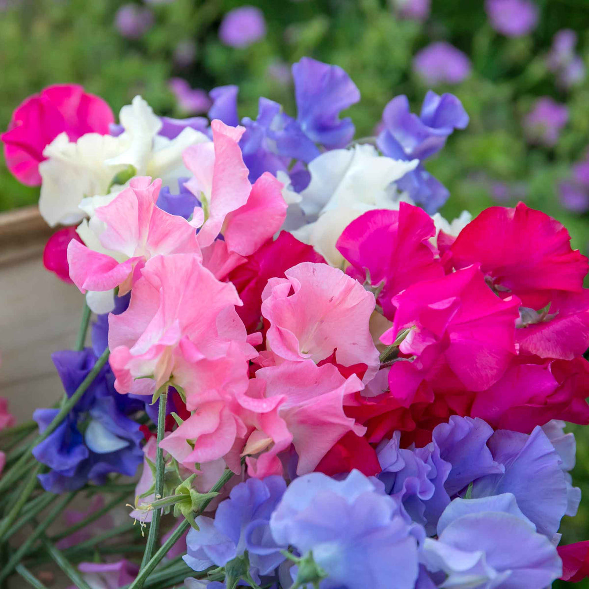 Sweet Pea Plants 'Summerlong Mix' - 12 x Plug Plants | Buy Sweet Pea ...