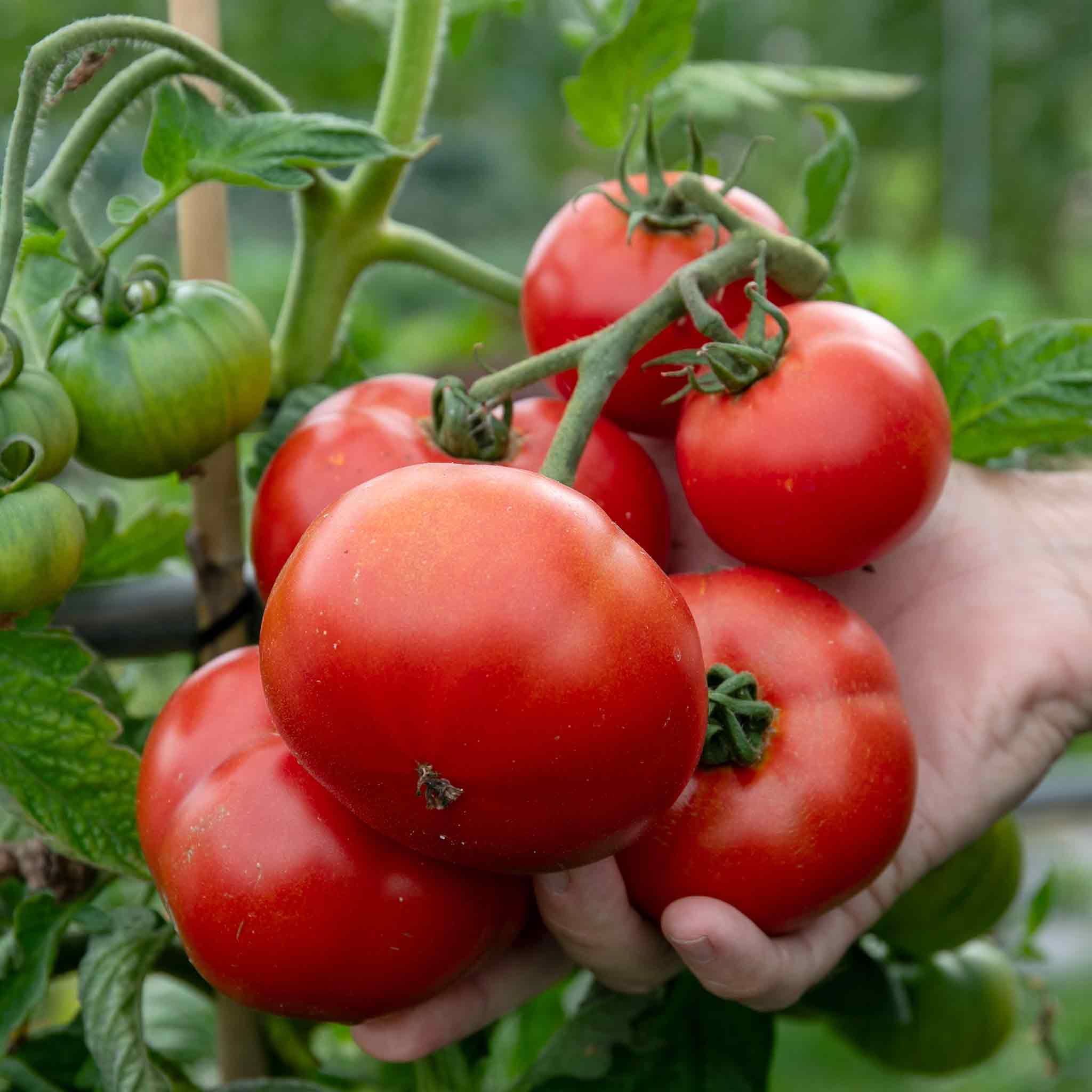 Cordon Tomato Plant 'Red Body Guard' | Marshalls Garden