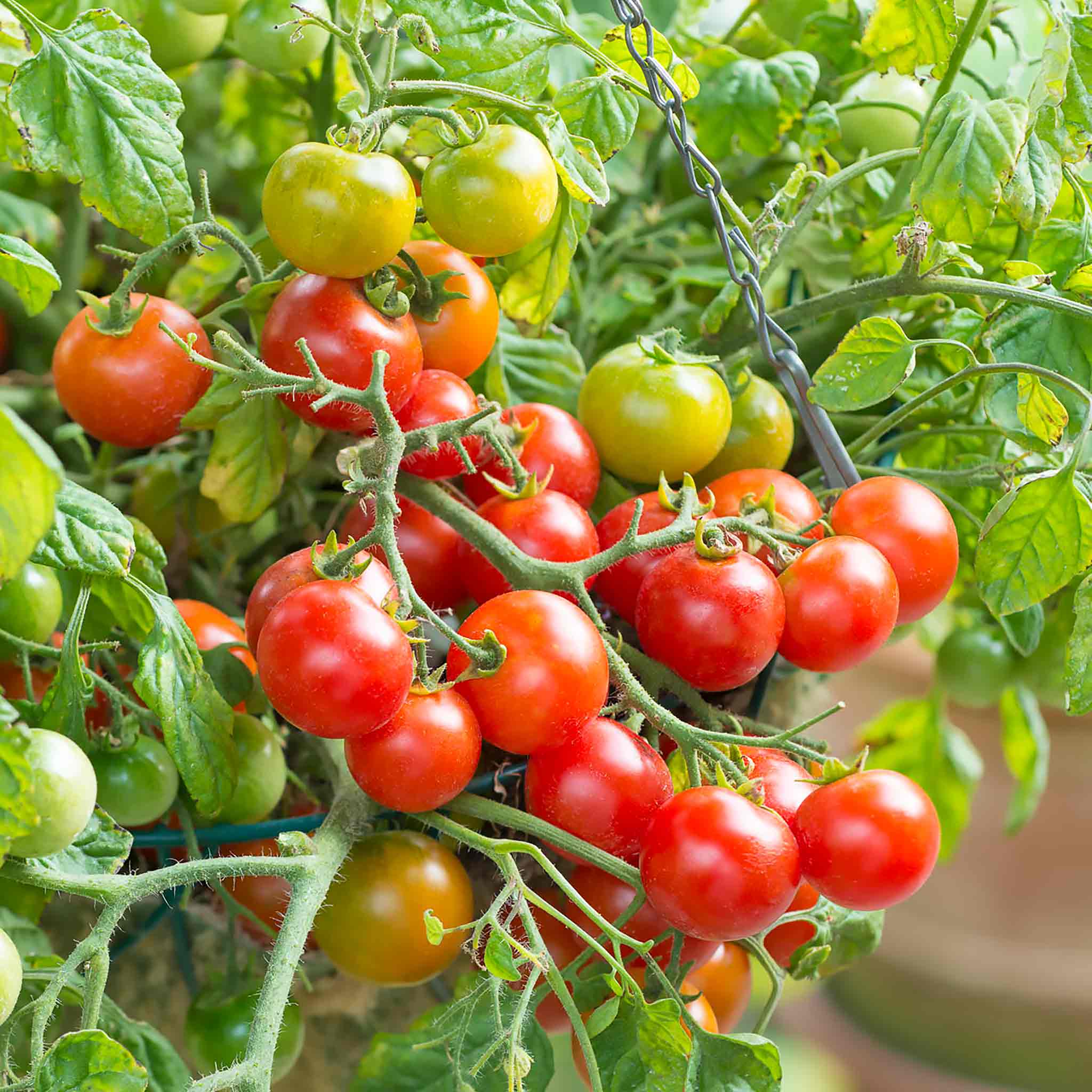 Tomato Seeds 'Terenzo' F1 | Marshalls Garden