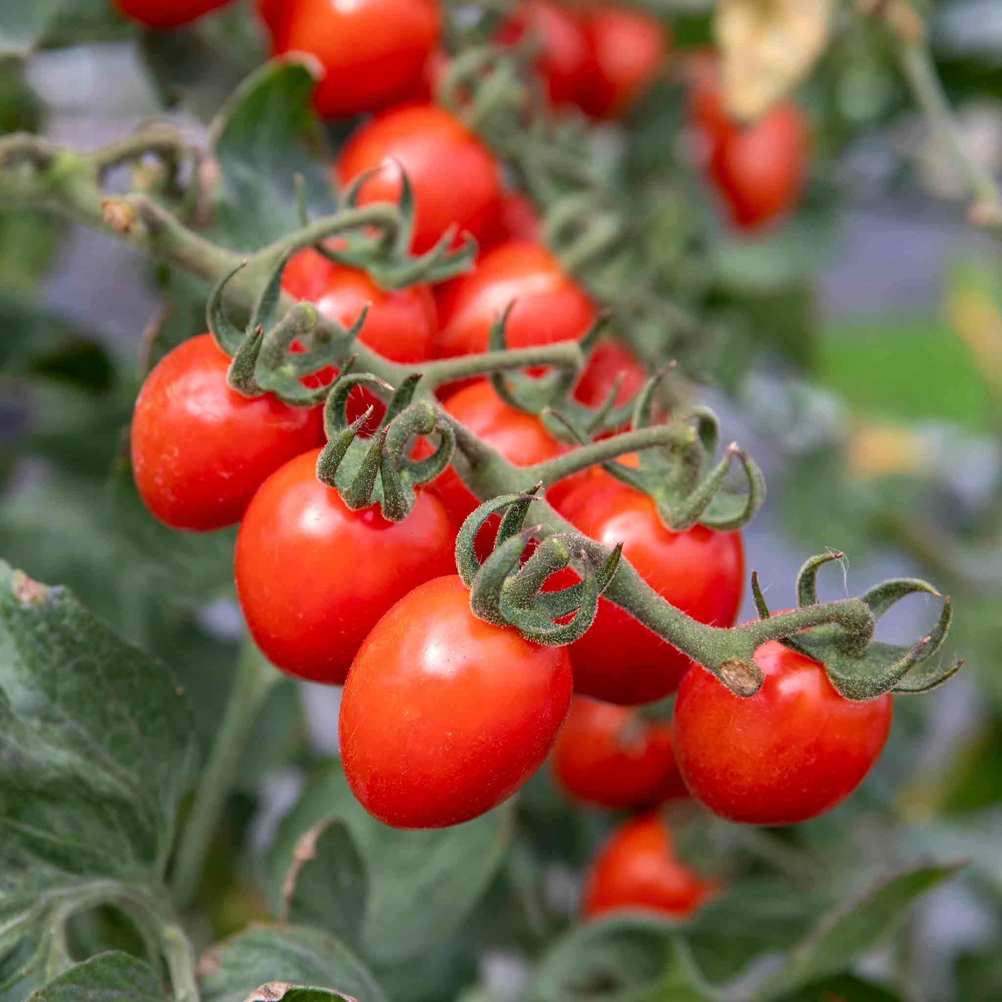 Bush Tomato Plant 'Tropical Ruby' | Marshalls Garden