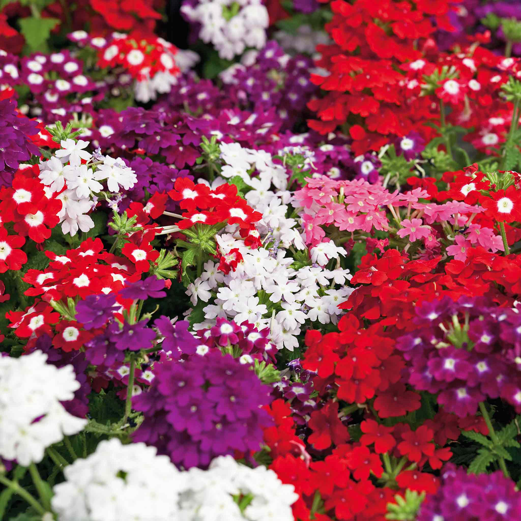 Verbena Plant 'Quartz XP Mixed' | Marshalls Garden