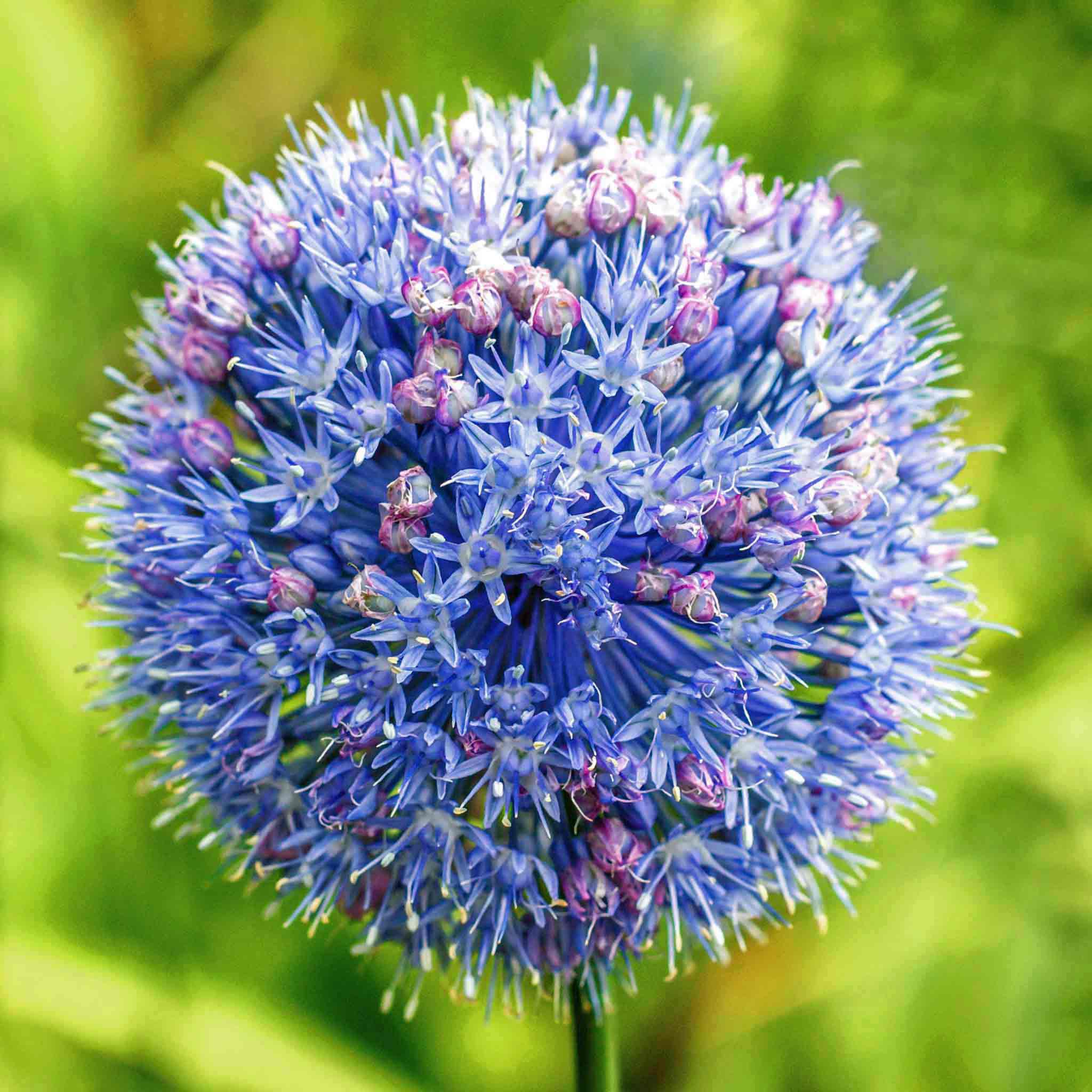 Allium Bulbs 'Caeruleum' | Marshalls Garden