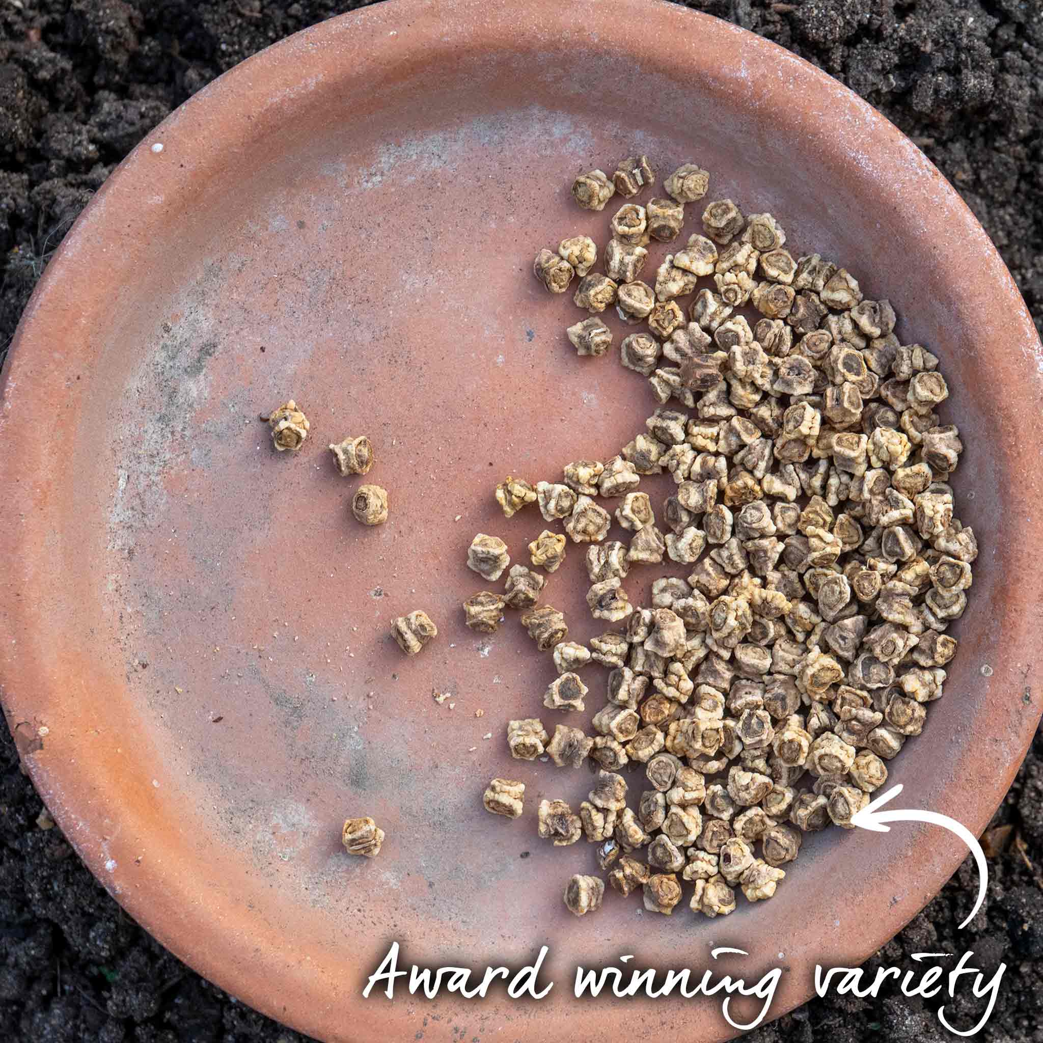 Beetroot Seeds 'Boltardy' | Marshalls Garden