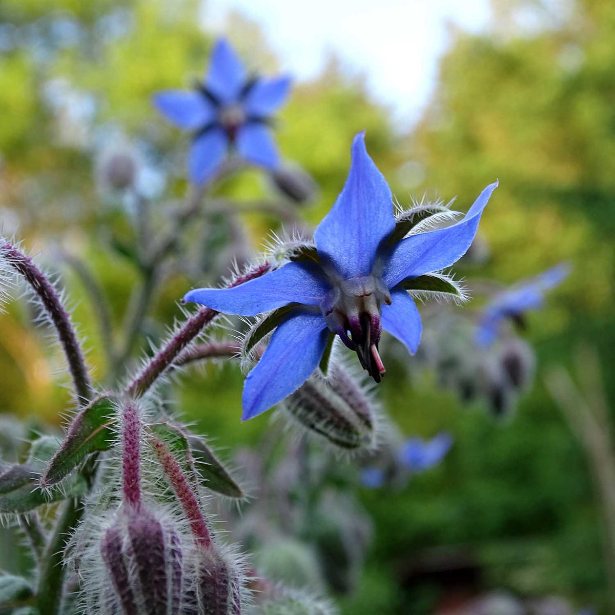 Herb 'Borage' - 1L Plant | Buy Borage Plants Online | Borage Plants for ...
