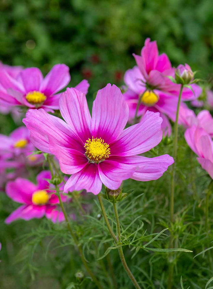 Calabrese Seeds 'Green Magic' F1 | Buy Calabrese Seeds Online ...