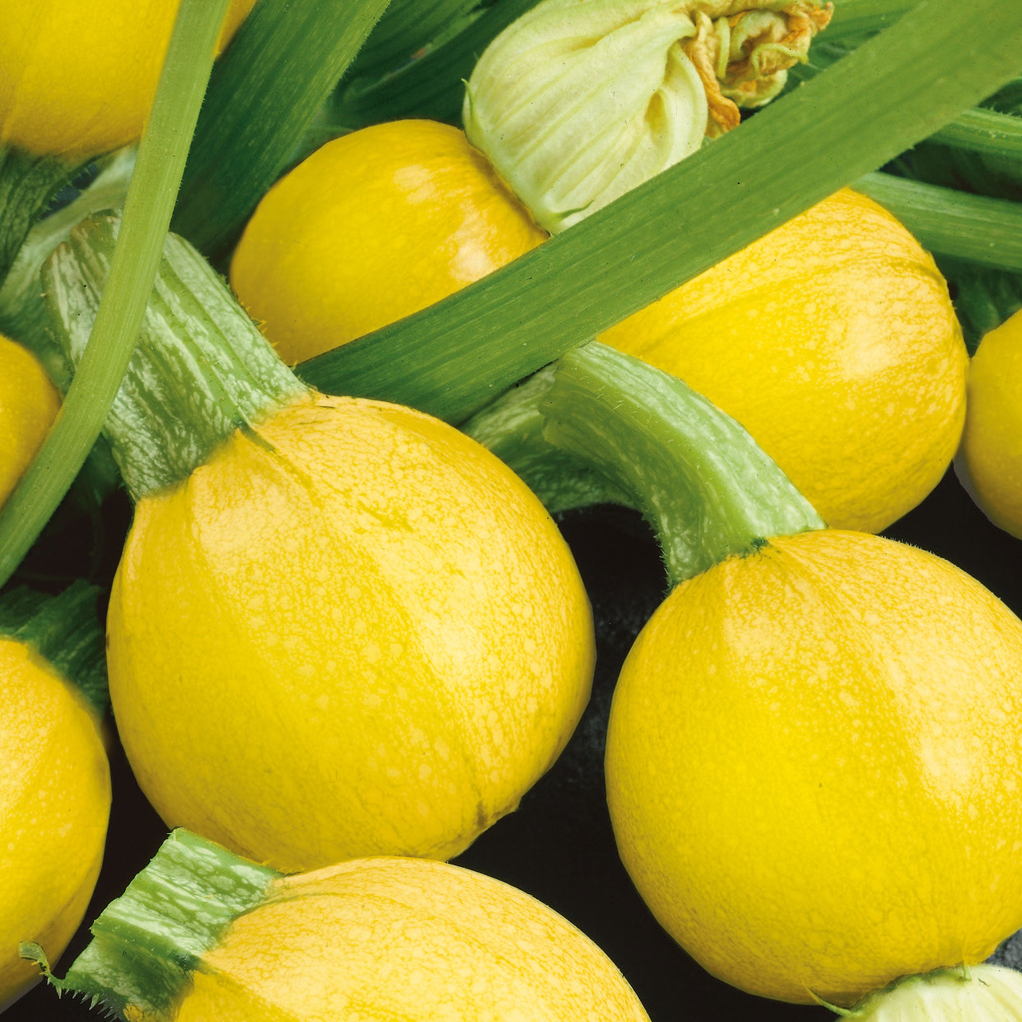 Courgette Seeds 'One Ball' F1 | Buy Courgette Seeds Online | Courgette ...