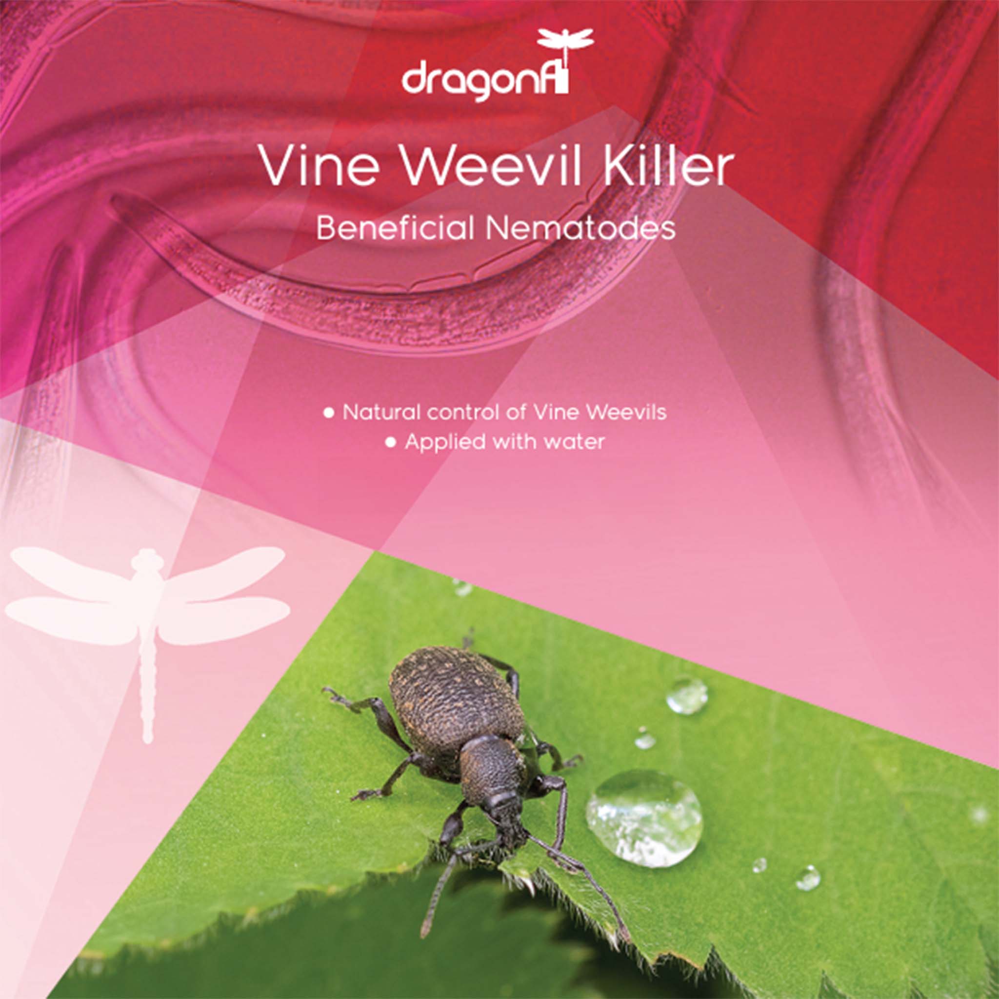 DragonFli Vine Weevil Killer - 100m2 | Buy Pest Control Online ...