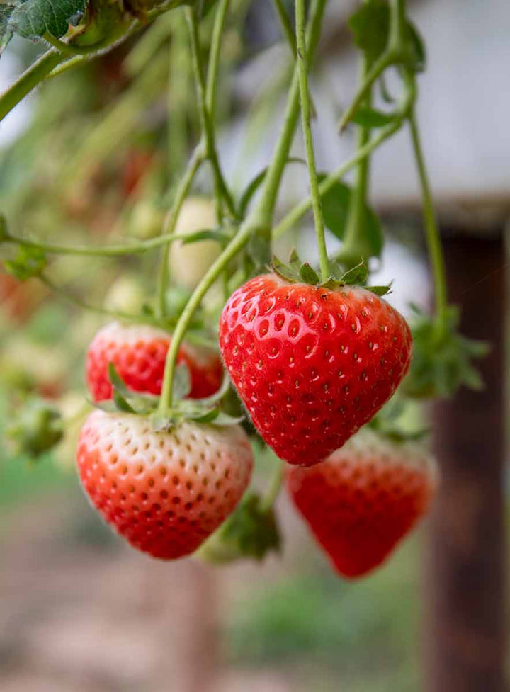 Snowdrop Bulbs | Buy Snowdrop Bulbs Online | Snowdrop Bulbs For Sale ...