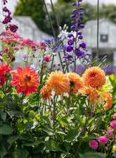 Buy Raspberry Plants Online | Raspberry Plants For Sale | Marshalls Garden