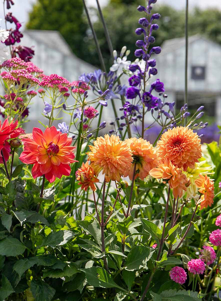 Bay Trees | Buy Bay Trees Online | Bay Trees For Sale | Marshalls Garden