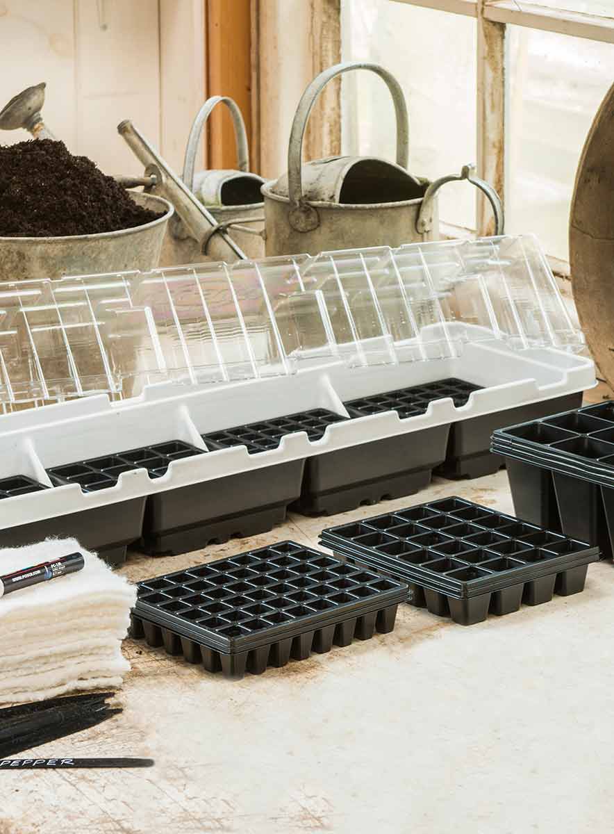 Raspberry Plants | Buy Raspberry Plants Online | Raspberry Plants For ...