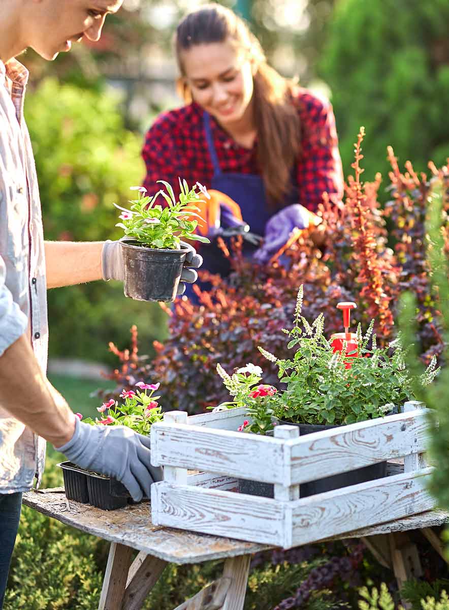 Garden Ready Perennial Plug Plants | Perennial Plants Garden Ready ...
