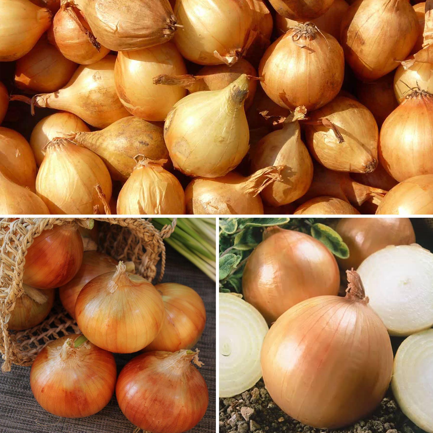 White Onion Sets 'Growers Pick' | Marshalls Garden