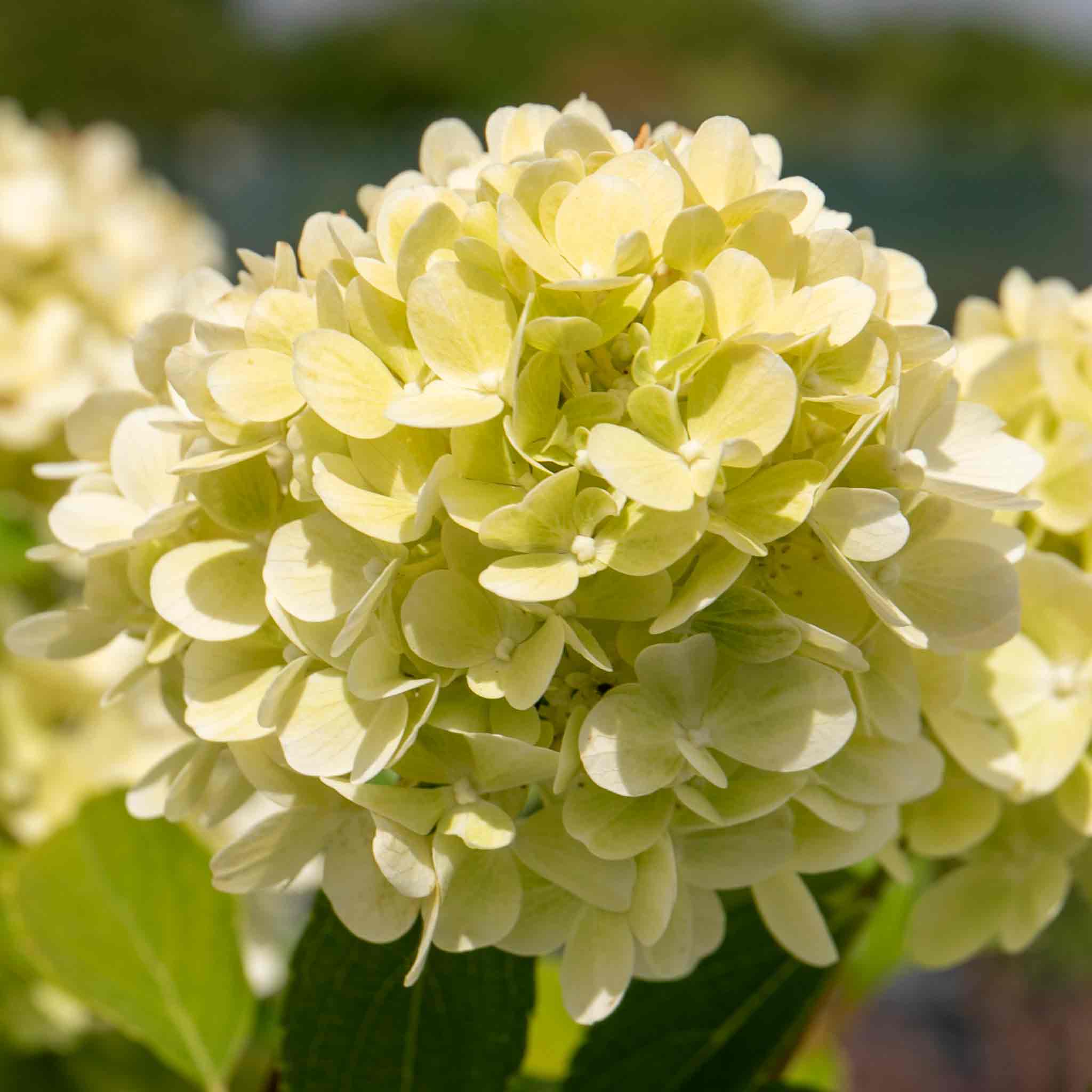 Hydrangea Plant 'Mojito' | Marshalls Garden