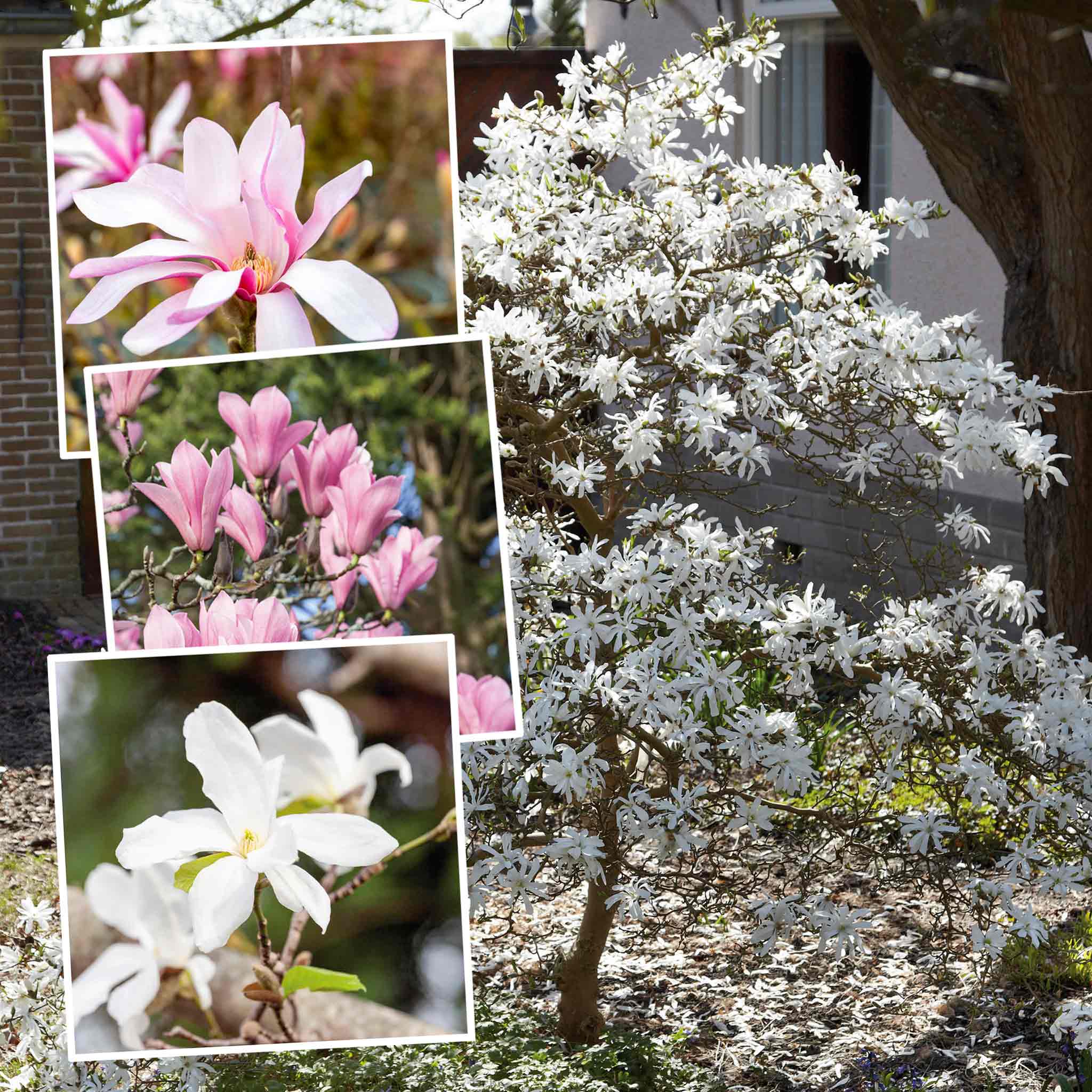 Magnolia Plant Collection | Marshalls Garden
