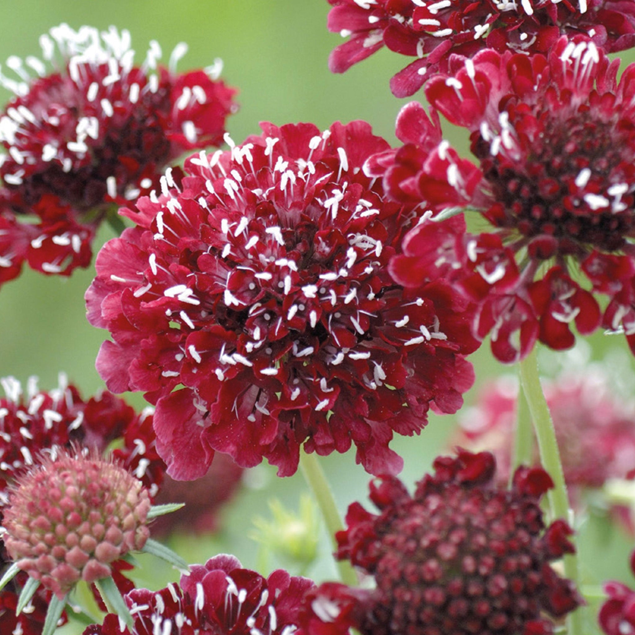 Scabious Seeds 'Fire King' | Marshalls Garden