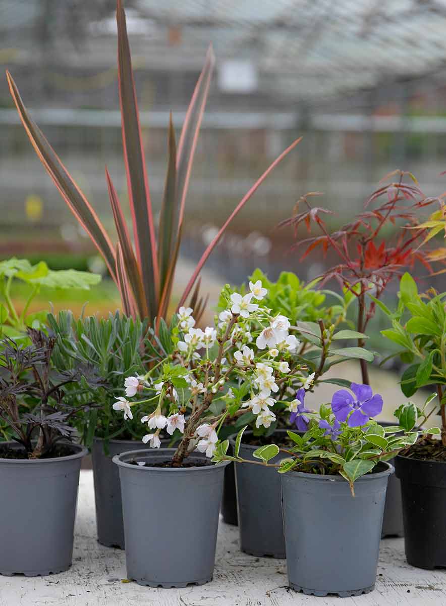 Onion Sets 'Red Winter' | Buy Onion sets Online | Onion sets for Sale ...