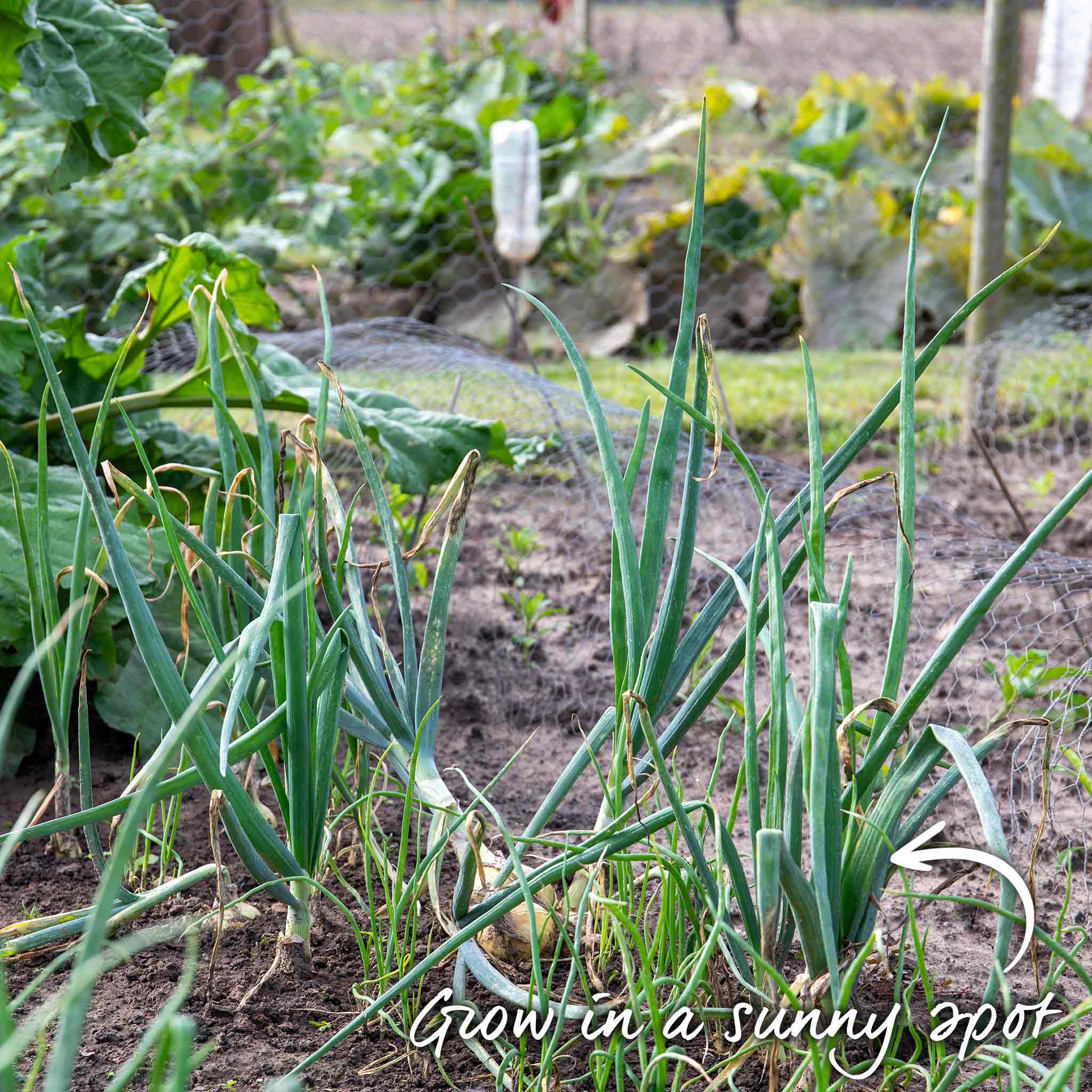 Spring Planting Onions Duo Pack | Marshalls Garden