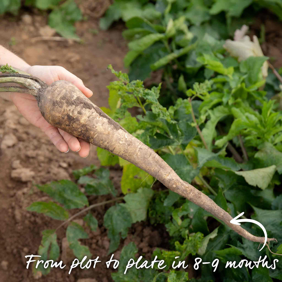 Parsnip Seeds 'Gladiator' F1 | Marshalls Garden