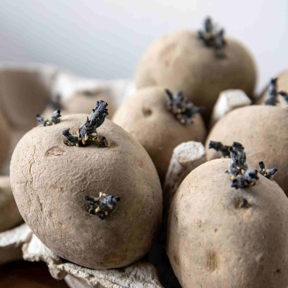 Seed Potato 'Swift' - 10 Pre-Chitted Tubers | Buy Seed Potatoes Online ...