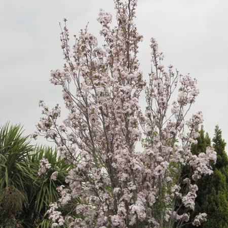 Flowering Cherry Tree 'Amanogawa' | Marshalls Garden