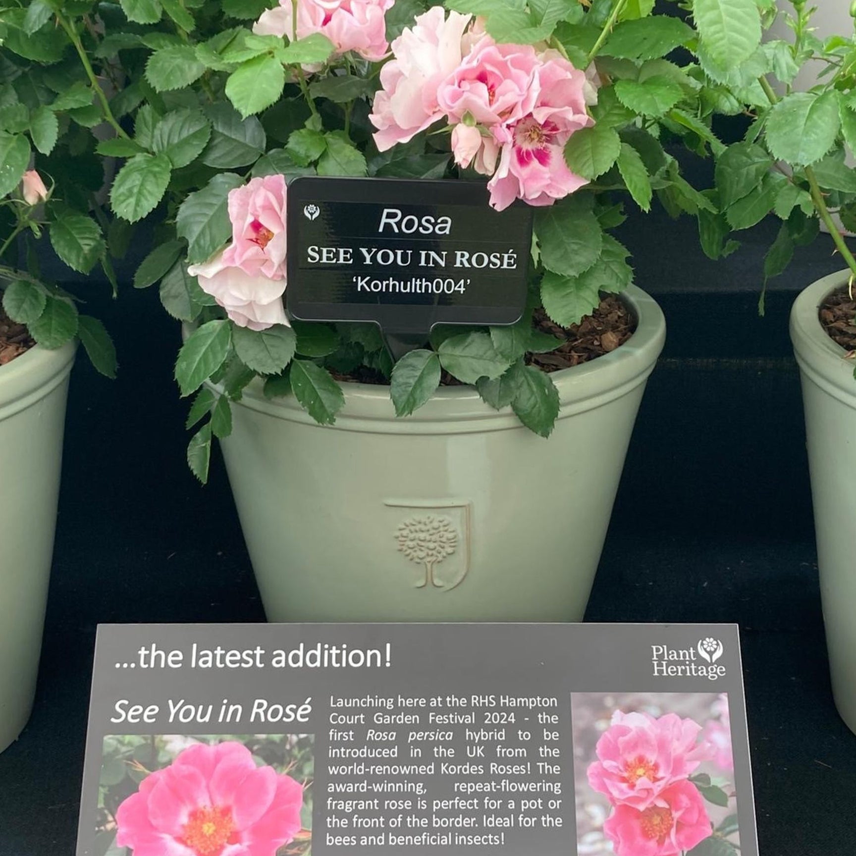 Rose Bush Plant 'See You In Rose'| Buy Rose Plants Online | Rose Plants ...