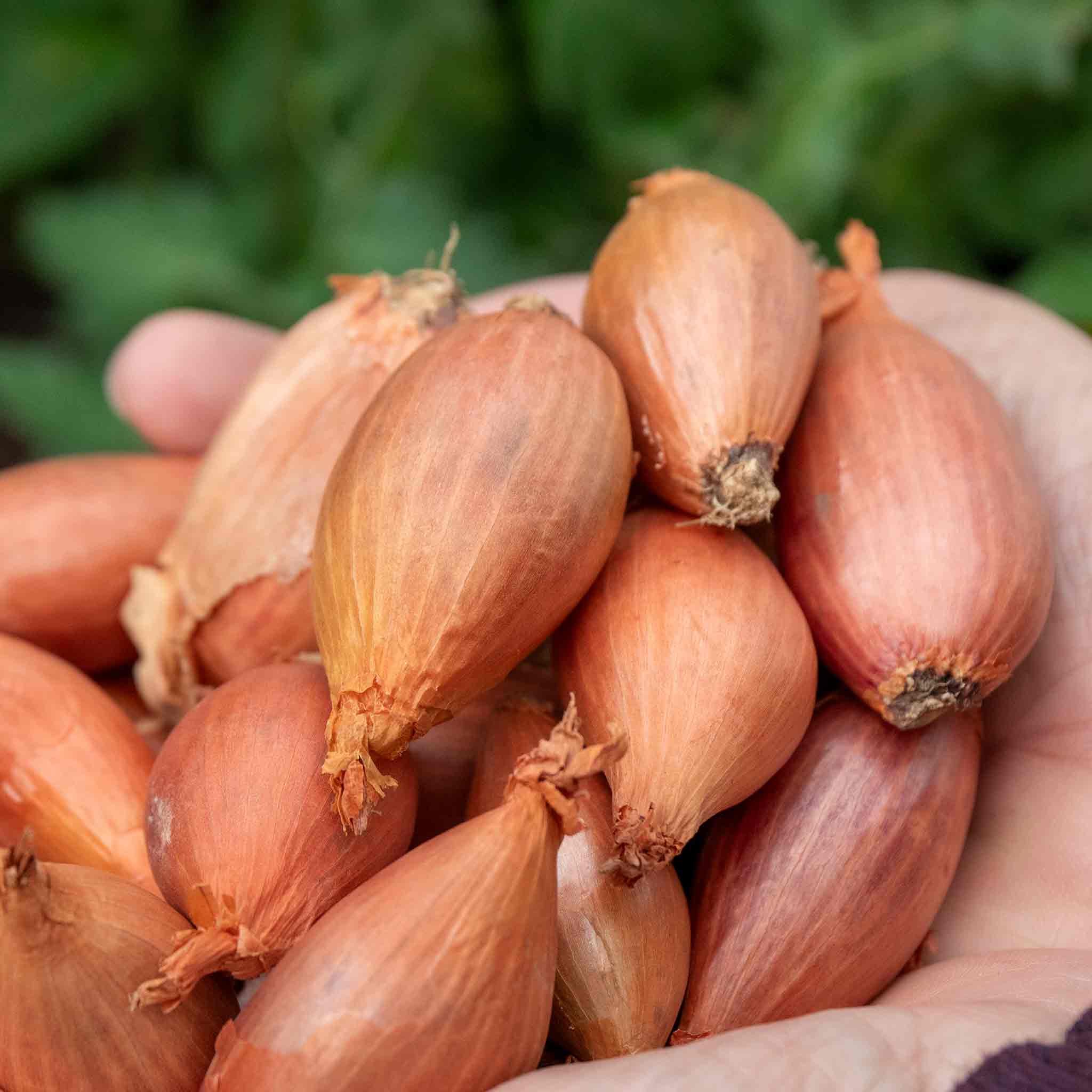 Shallot Sets 'Longor' | Marshalls Garden