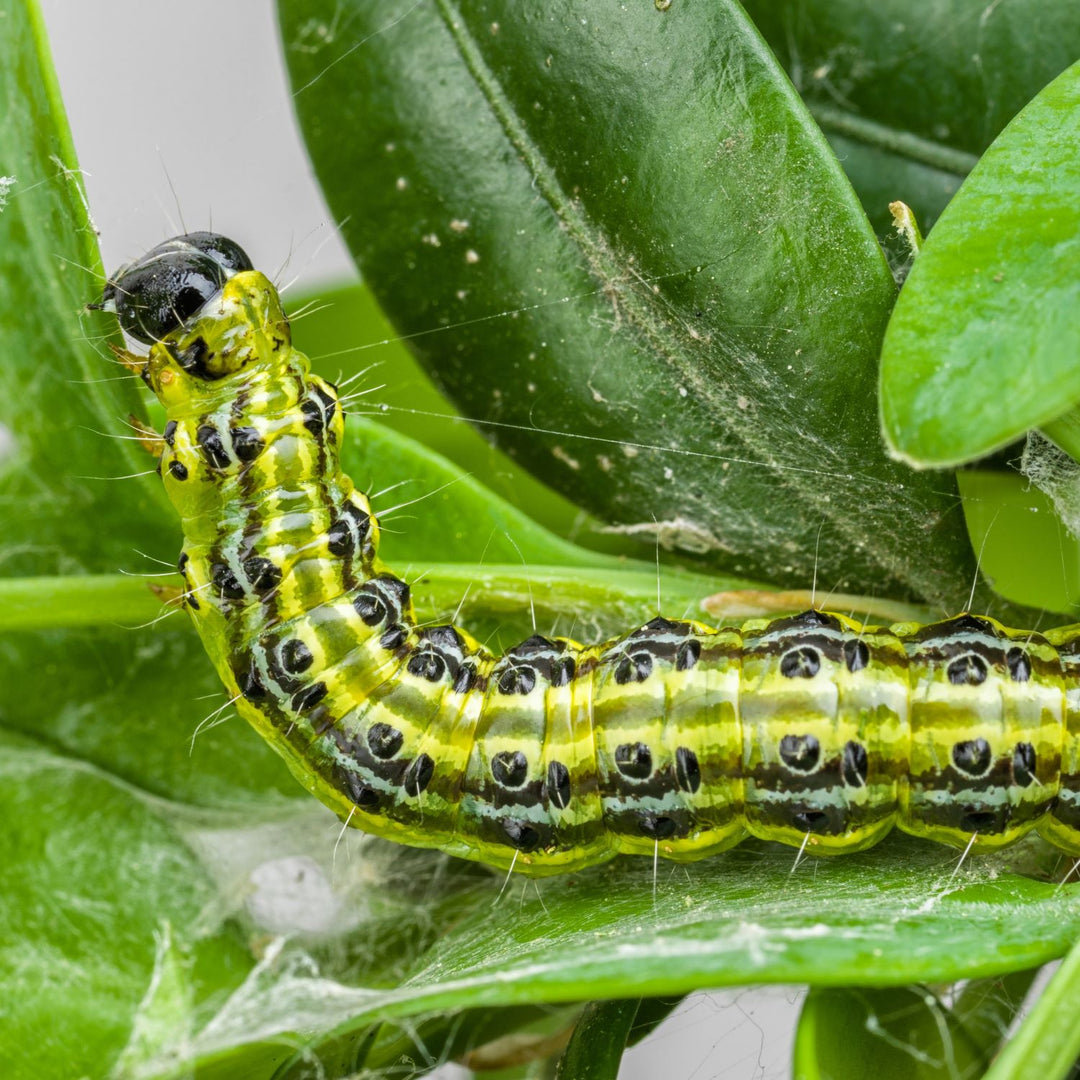 DragonFli Box Tree Caterpillar Killer Nematodes - 70sqm | Buy ...