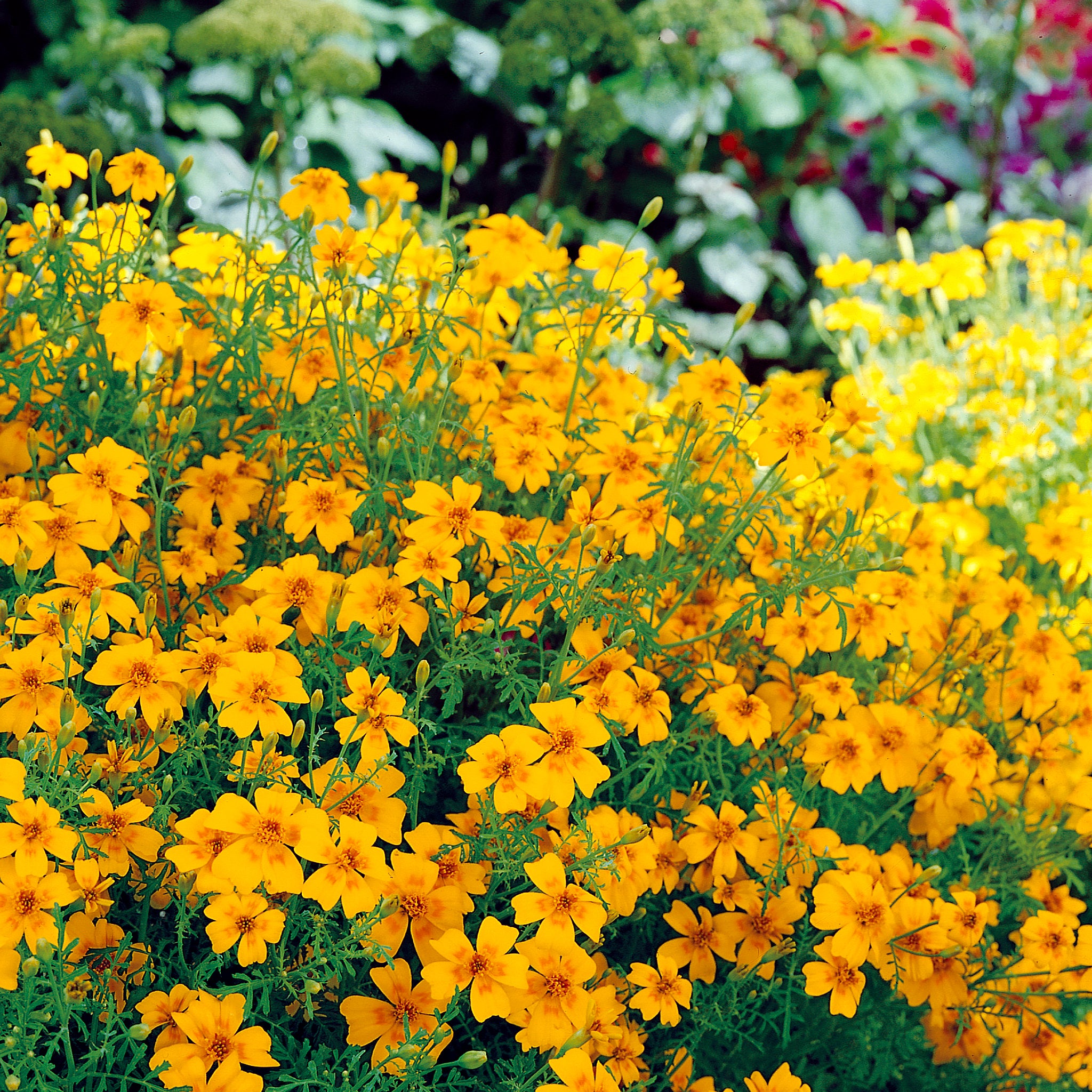 Tagetes Tenuifolia Seeds 'Golden Gem' | Marshalls Garden
