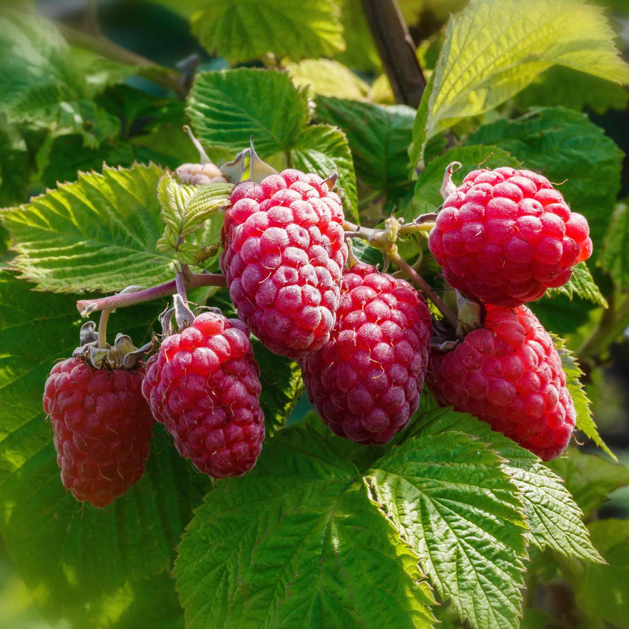 Raspberry Plant 'Tulameen' | Marshalls Garden