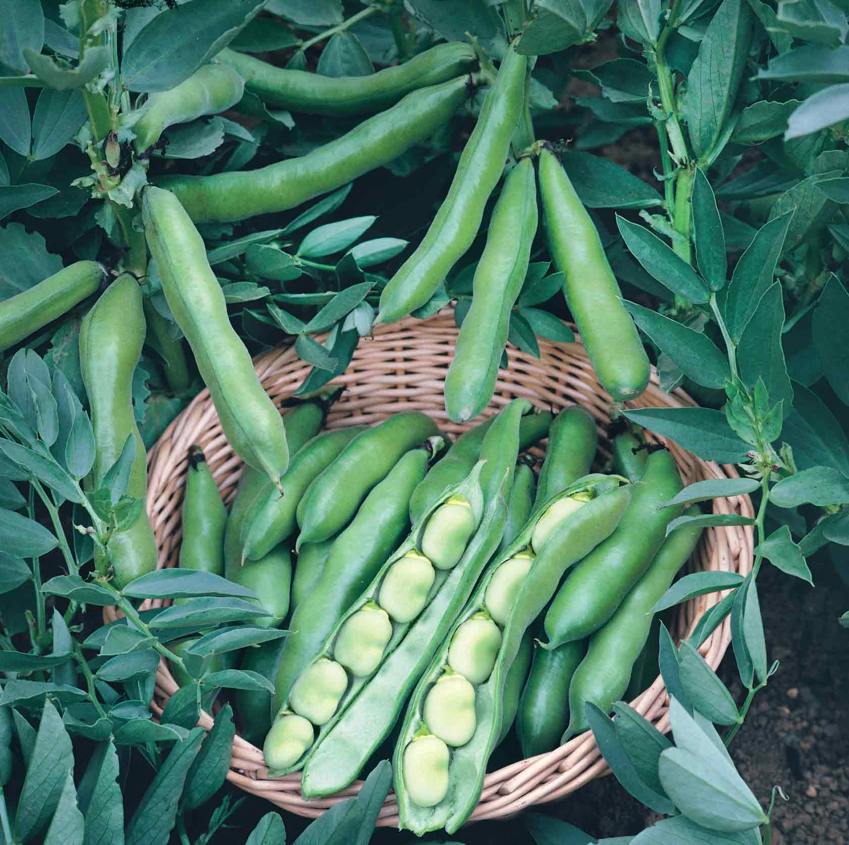 Broad Bean Seeds 'Bunyards Exhibition' | Marshalls Garden