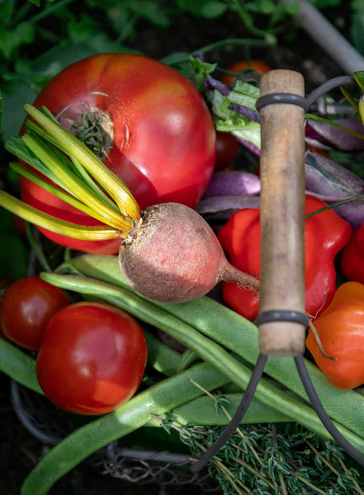 Buy Raspberry Plants Online | Raspberry Plants For Sale | Marshalls Garden