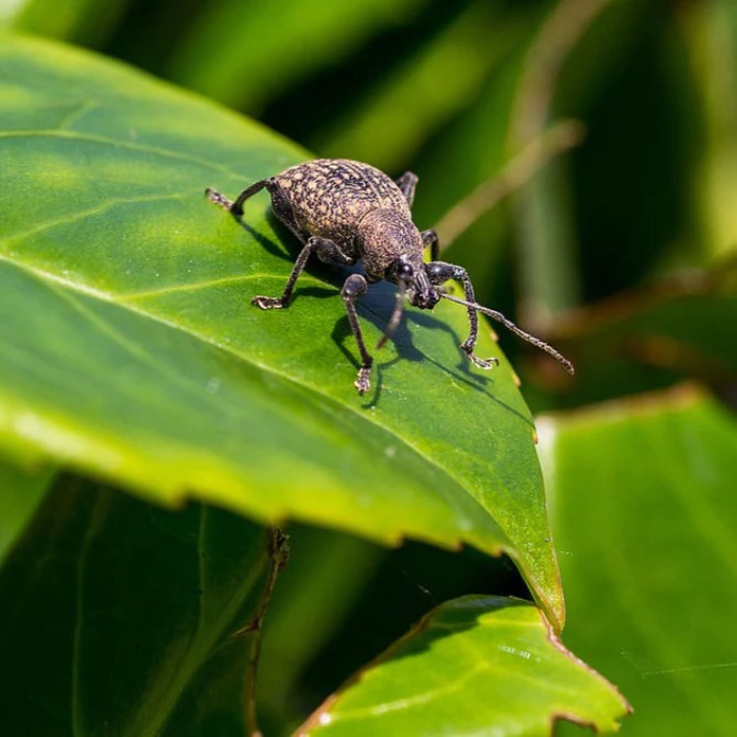 DragonFli Vine Weevil Killer 100m2 | Buy Vine Weevil Killer Online ...