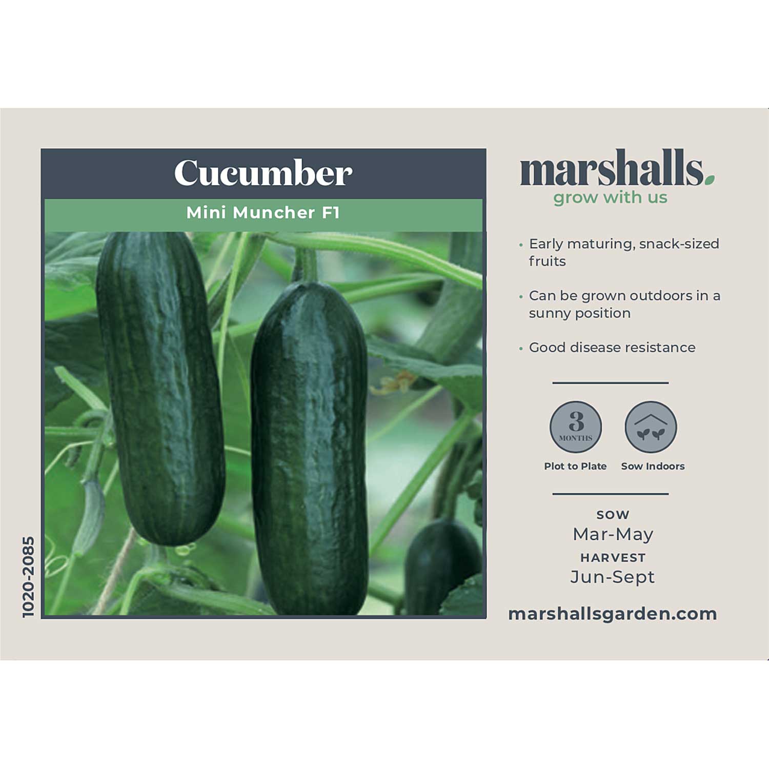 Cucumber Seeds 'Mini Muncher' F1 | Buy Cucumber Seeds Online | Cucumber ...