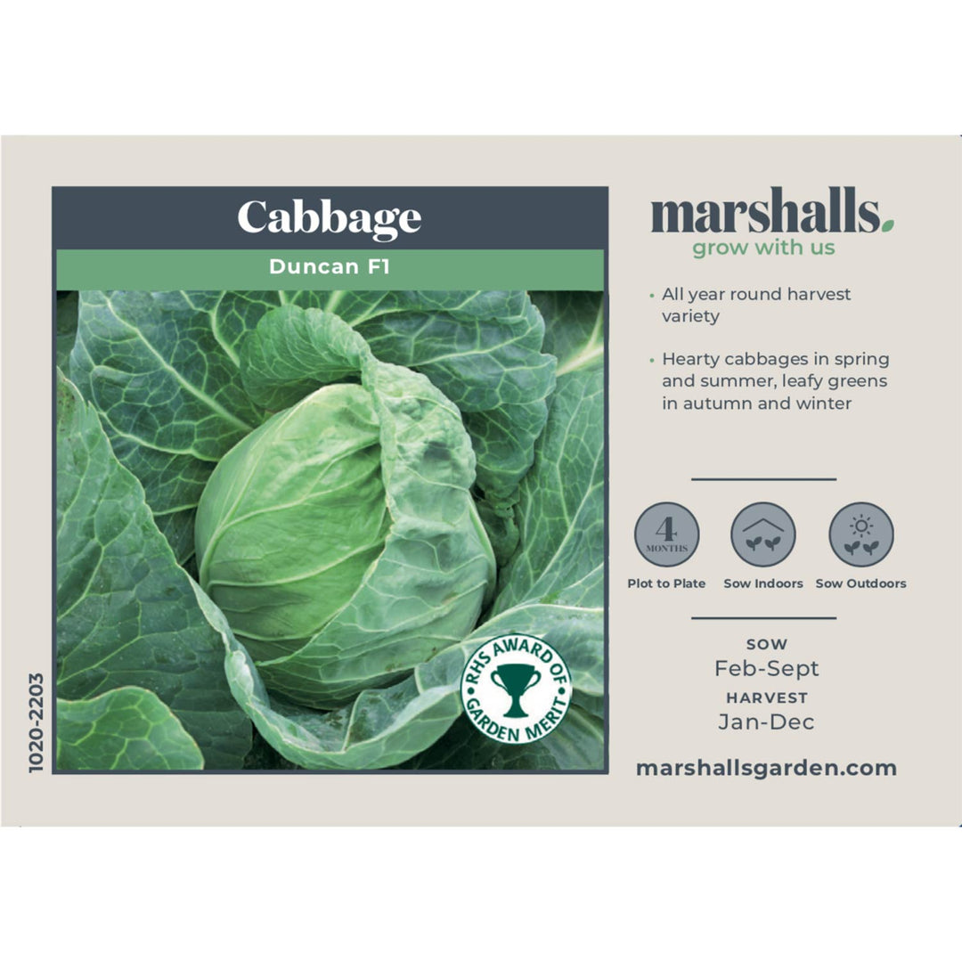 Cabbage Seeds 'Duncan' F1 | Buy Cabbage Seeds Online | Cabbage Seeds ...