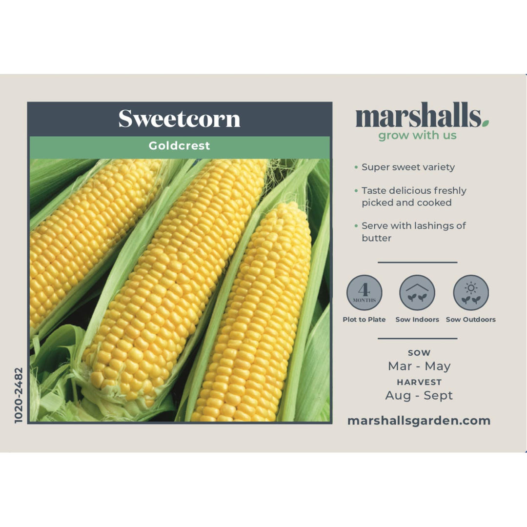Sweetcorn Seeds 'Goldcrest F1' | Buy Sweetcorn Seeds Online | Sweetcorn ...