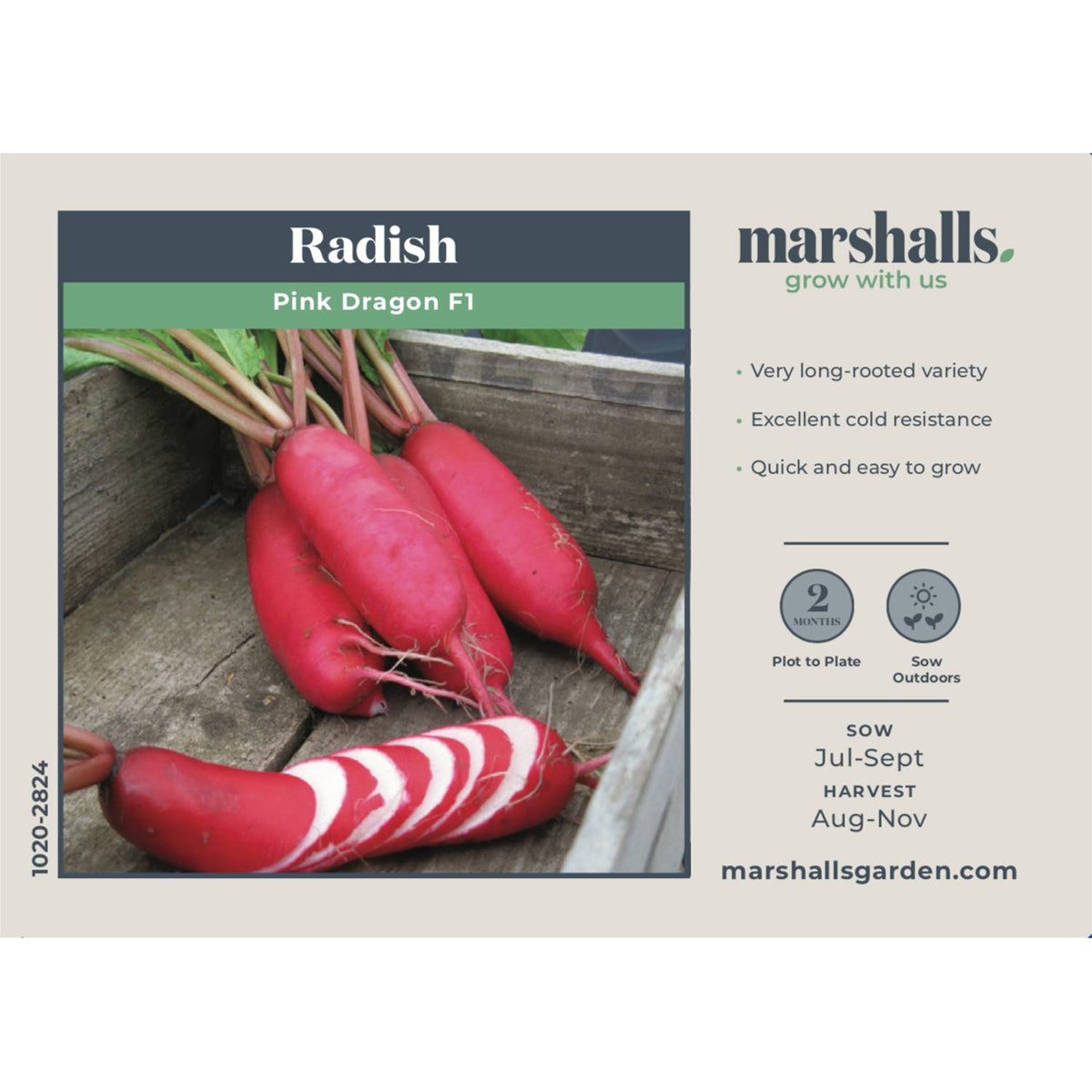 Buy Radish Pink Dragon Seeds Online | marshalls gardne – Marshalls Garden