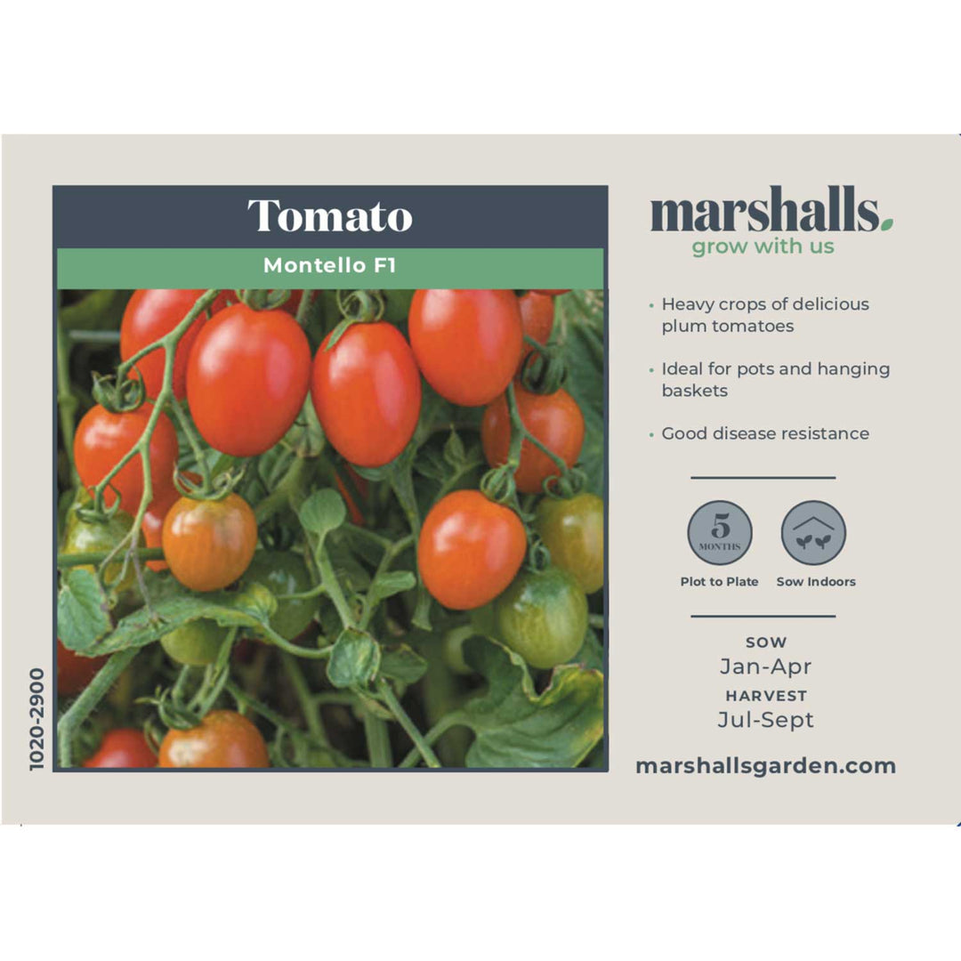 Buy Tomato Montello F1 Hybrid seeds online | Marshalls – Marshalls Garden