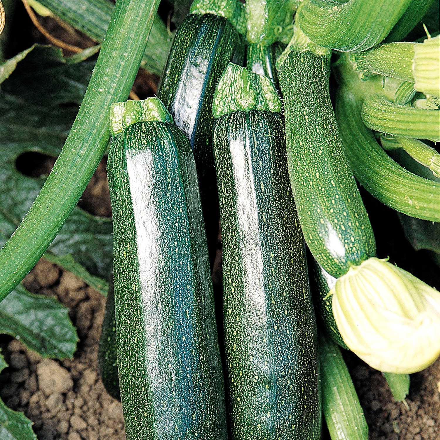Courgette Seeds 'Sure Thing' F1 | Buy Courgette Seeds Online ...