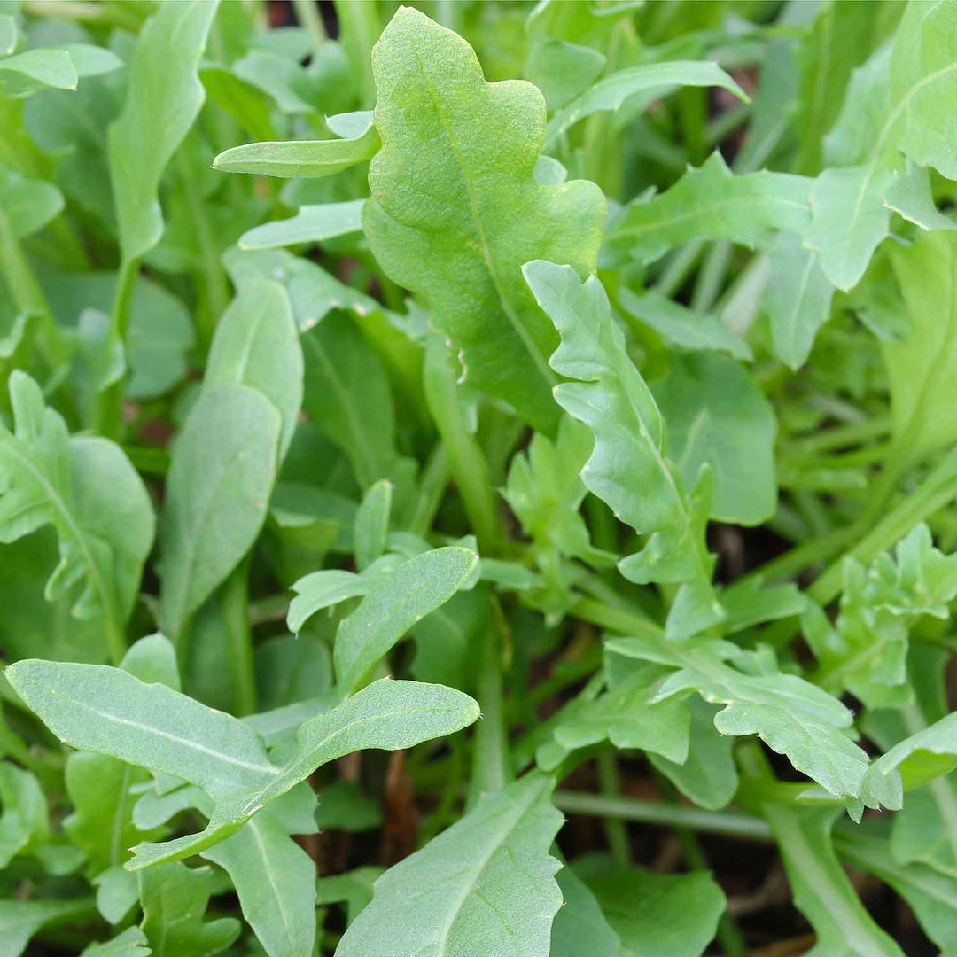 Wild Rocket Seeds | Buy Wild Rocket Seeds Online | Wild Rocket Seeds ...