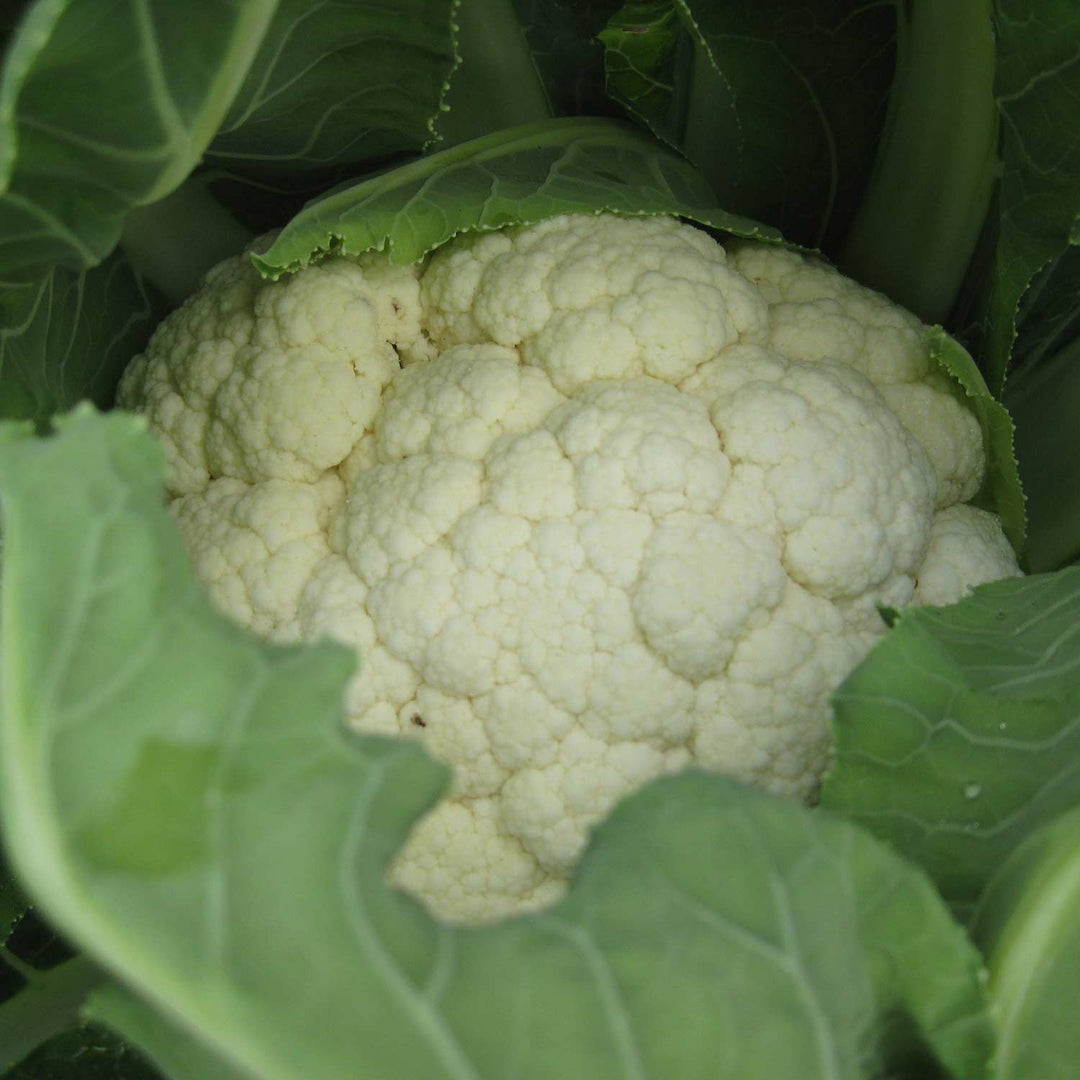 Cauliflower Seeds 'Skywalker' | Buy Cauliflower Seeds Online ...
