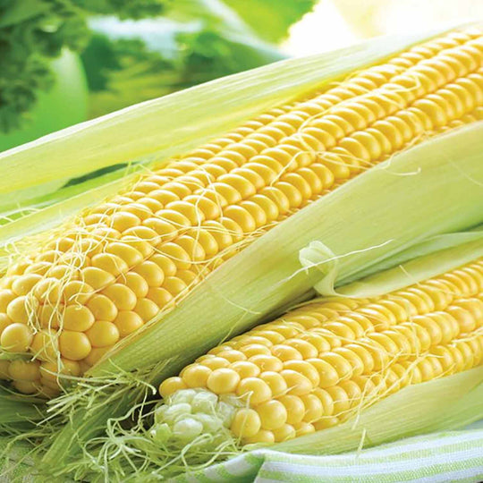 Sweetcorn Seeds 'Rising Sun' | Buy Sweetcorn Seeds Online | Sweetcorn ...
