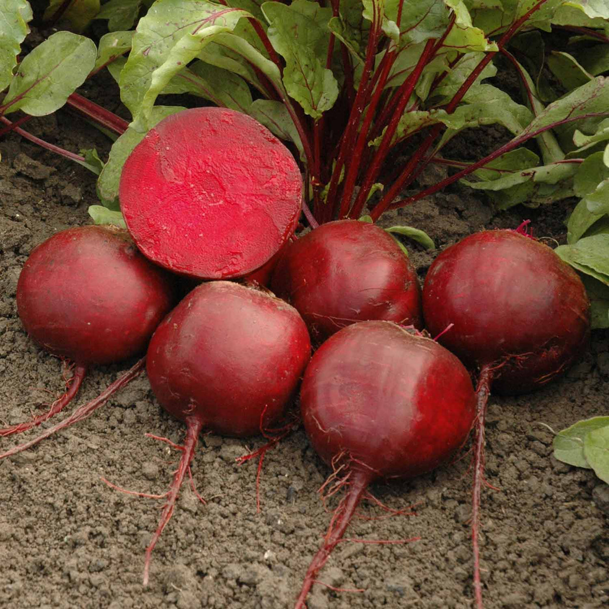 Beetroot Seeds 'Moneta' | Buy Beetroot Seeds Online | Beetroot Seeds ...