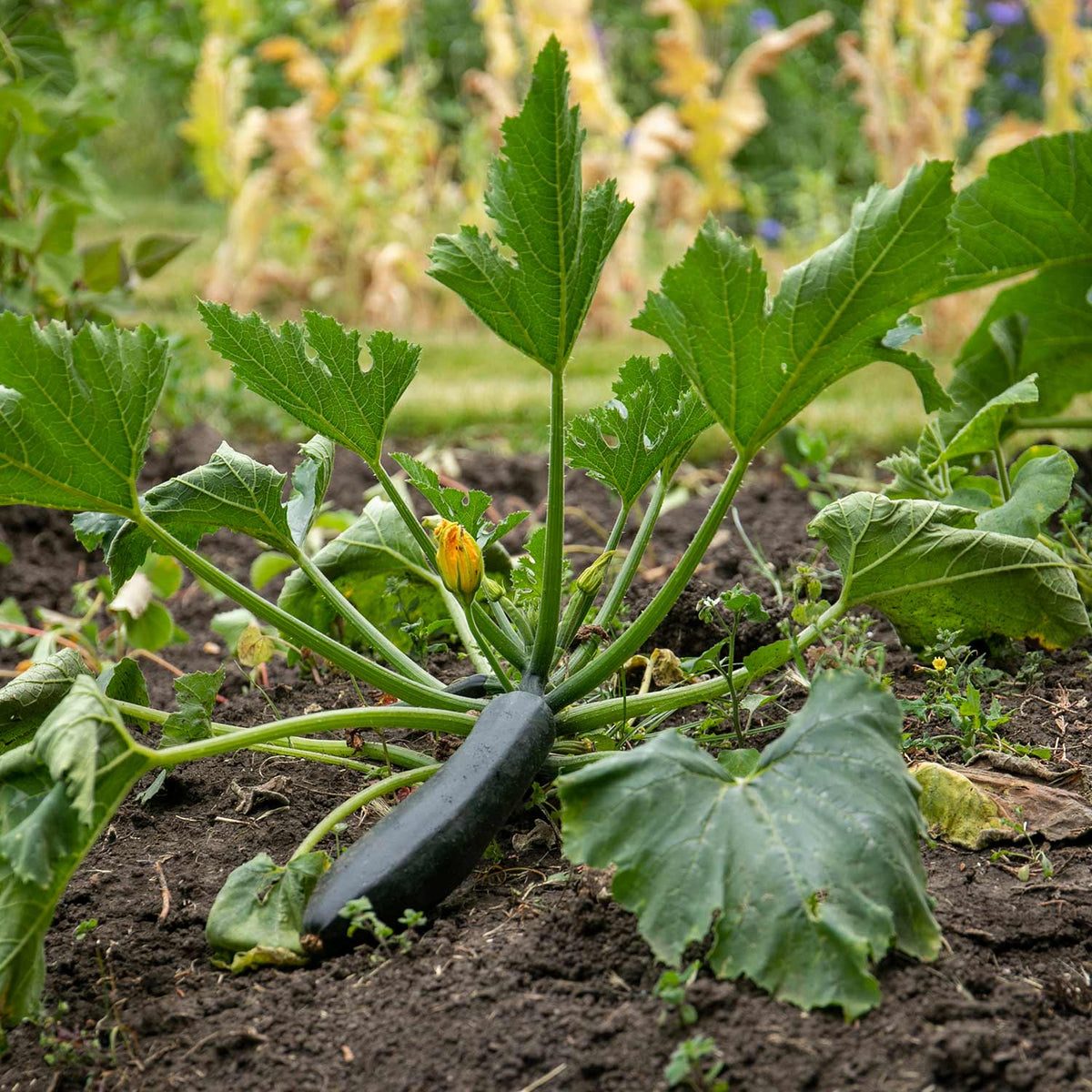 Courgette Seeds 'Firenze' | Buy Courgette Seeds Online | Courgette ...