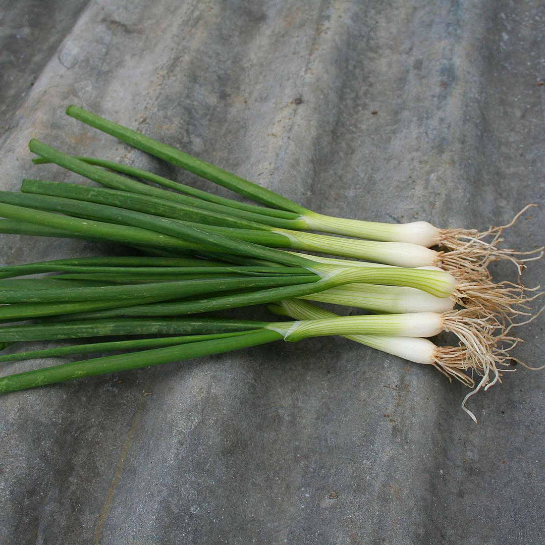Spring Onion Seeds 'Eiffel' | Buy Spring Onion Seeds Online | Spring ...