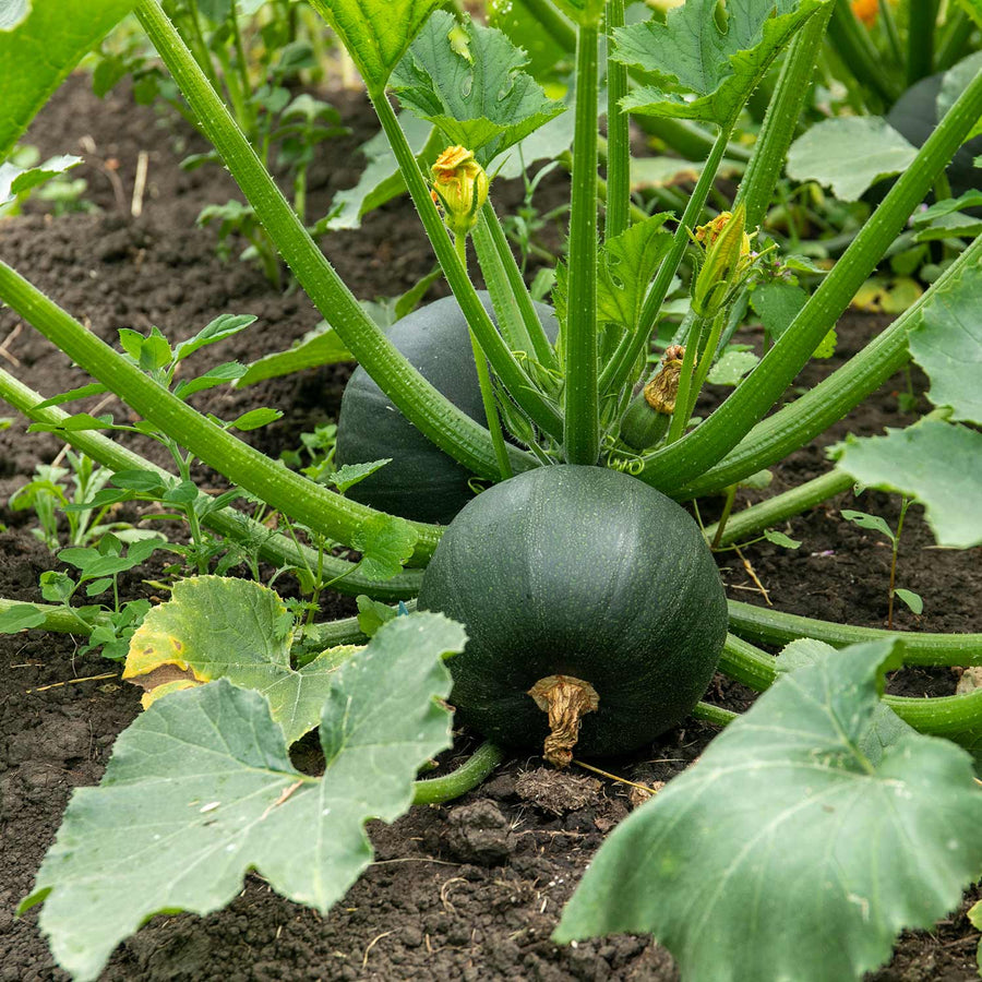 Courgette Seeds 'Eight Ball' | Buy Courgette Seeds Online | Courgette ...