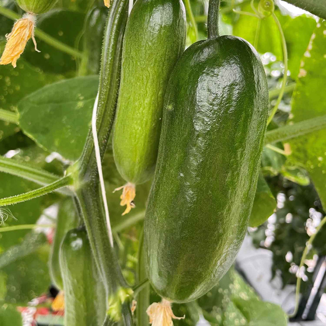 Cucumber 'Party Time' - 3 x Super Plugs | Buy Cucumber Plants Online ...